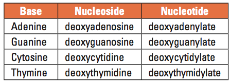 Tabela Dna Vs Rna