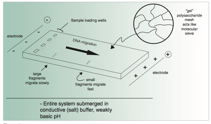 Endpoint PCR detection | Medical Laboratory Observer