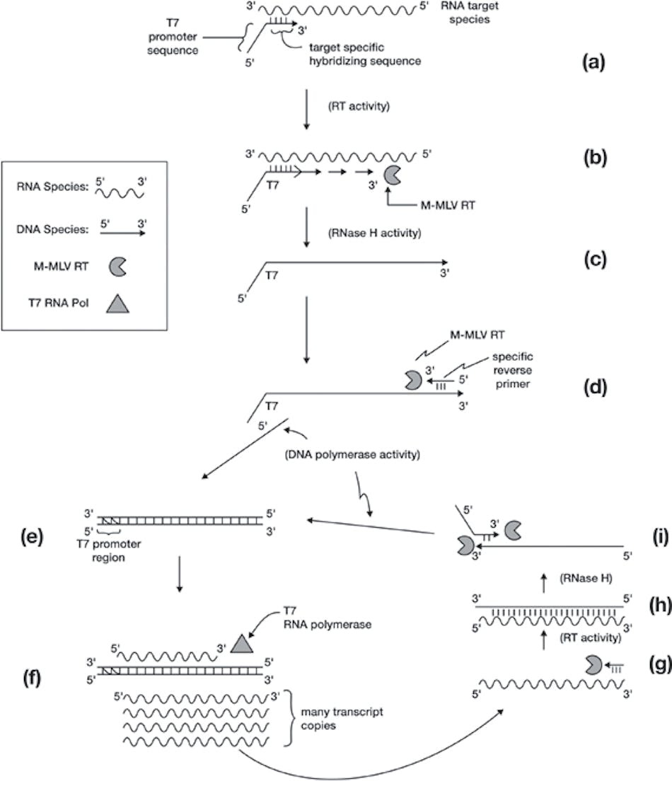 Alternative nucleic acid amplification methods: part 1 | Medical ...