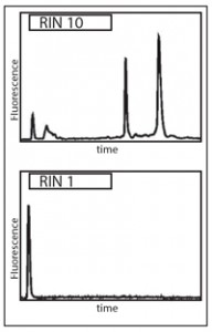 RNA integrity numbers: an introduction | Medical Laboratory Observer