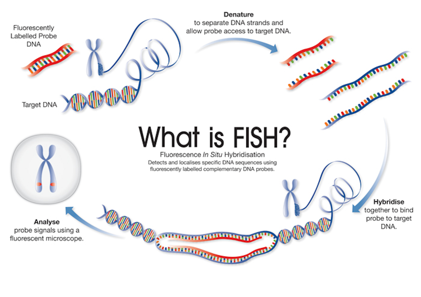 FISHing in the genomic testing age | Medical Laboratory Observer