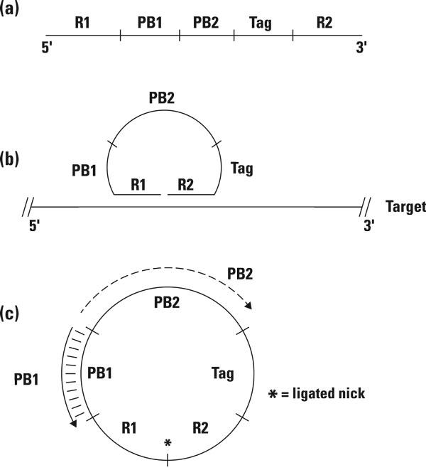 Padlock probes | MLO Online