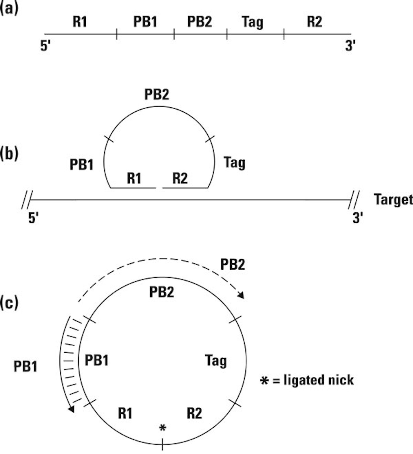Padlock probes | Medical Laboratory Observer