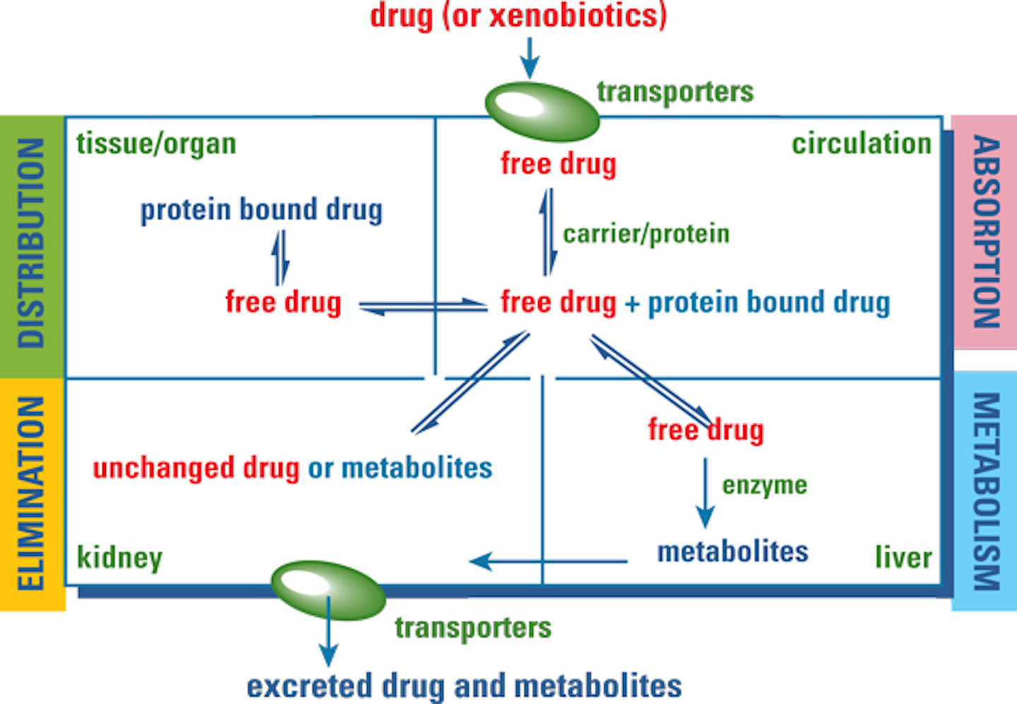 The role of pharmacogenomics in precision medicine | Medical Laboratory ...