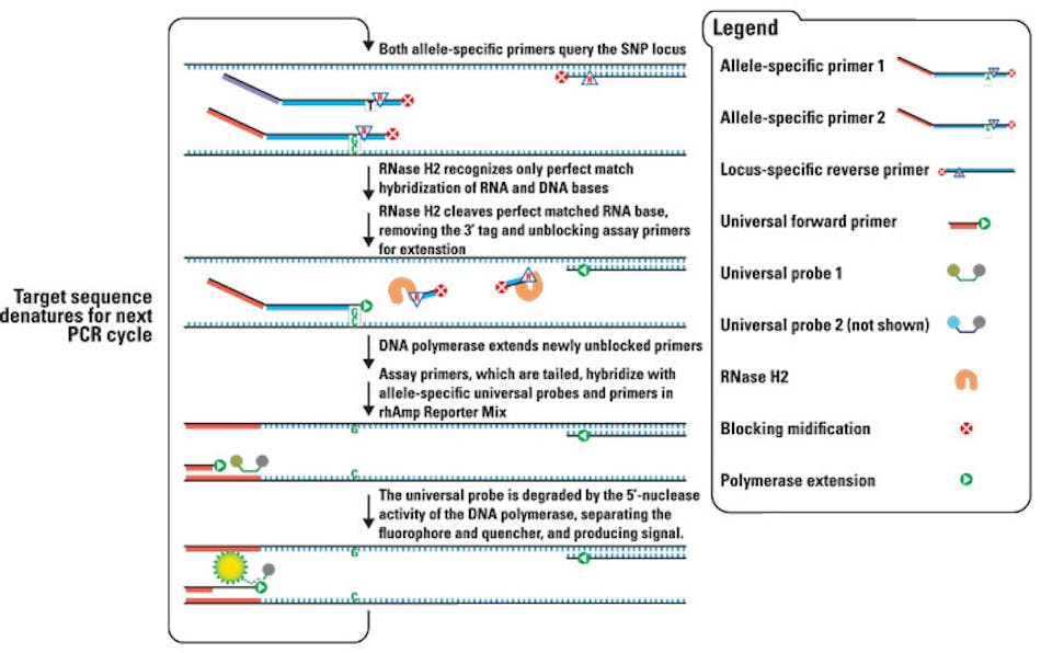 Ramping up PCR for SNP genotyping | Medical Laboratory Observer