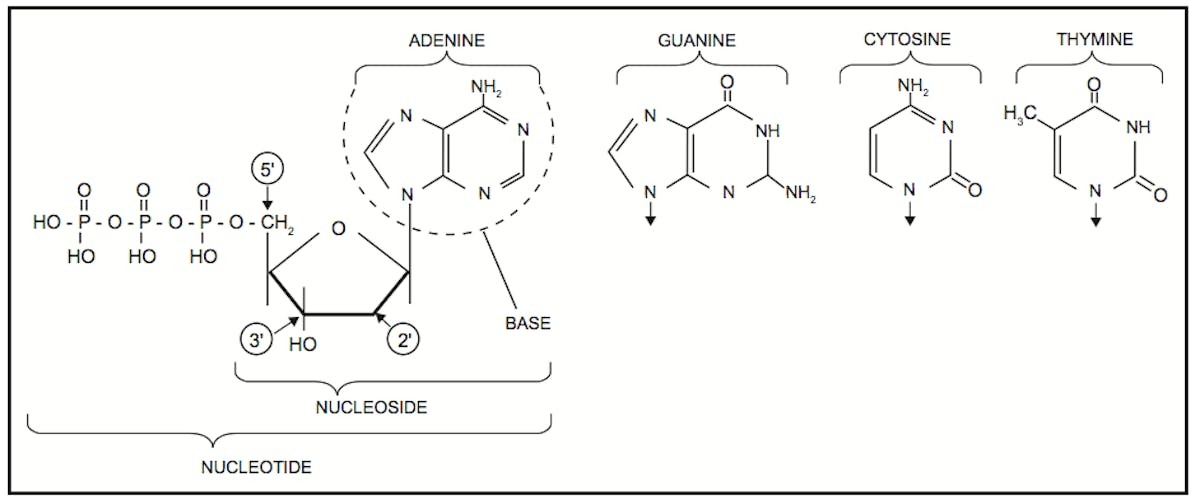 DNA and RNA structure: nucleic acids as genetic material | Medical ...