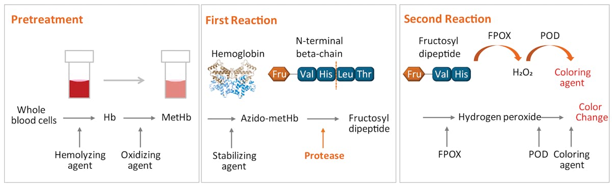 Using HbA1c testing for diabetes diagnosis and management | Medical ...