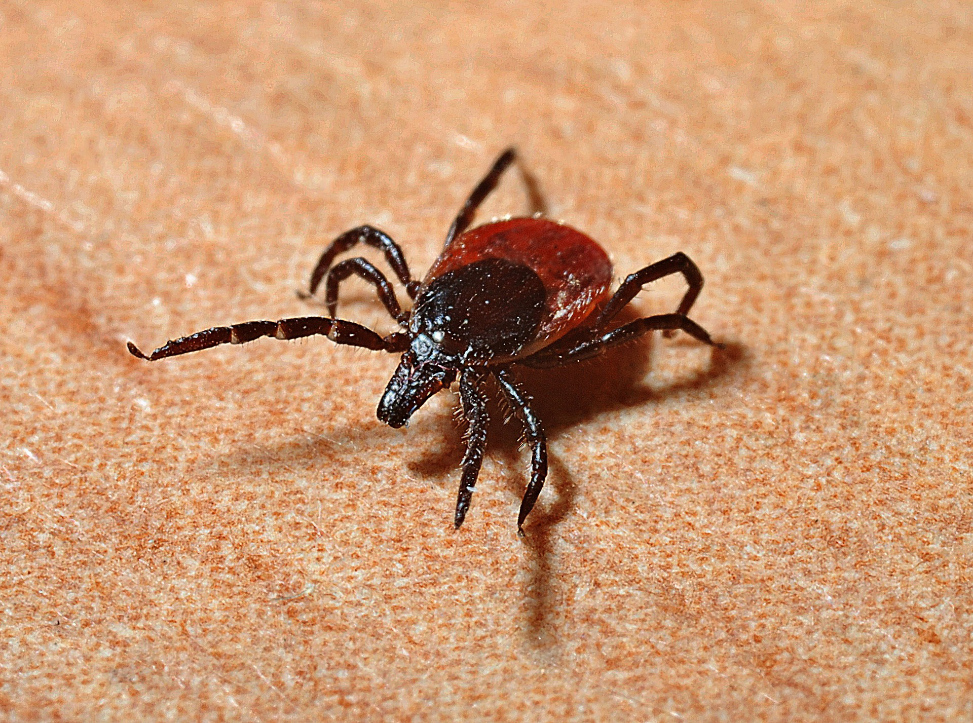 FDA clears new indications for existing Lyme disease tests that may ...