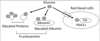 Glycated albumin – utility and distinction vs A1C and fructosamine ...