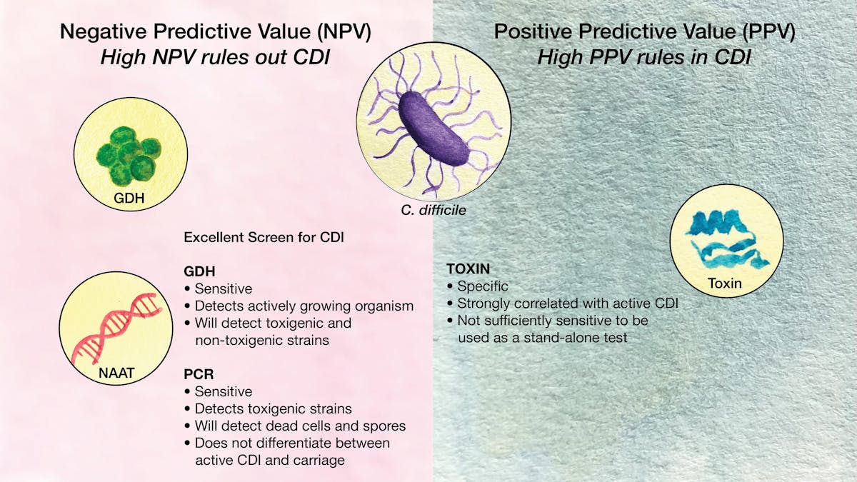 Testing for Clostridioides difficile and its disease | Medical ...
