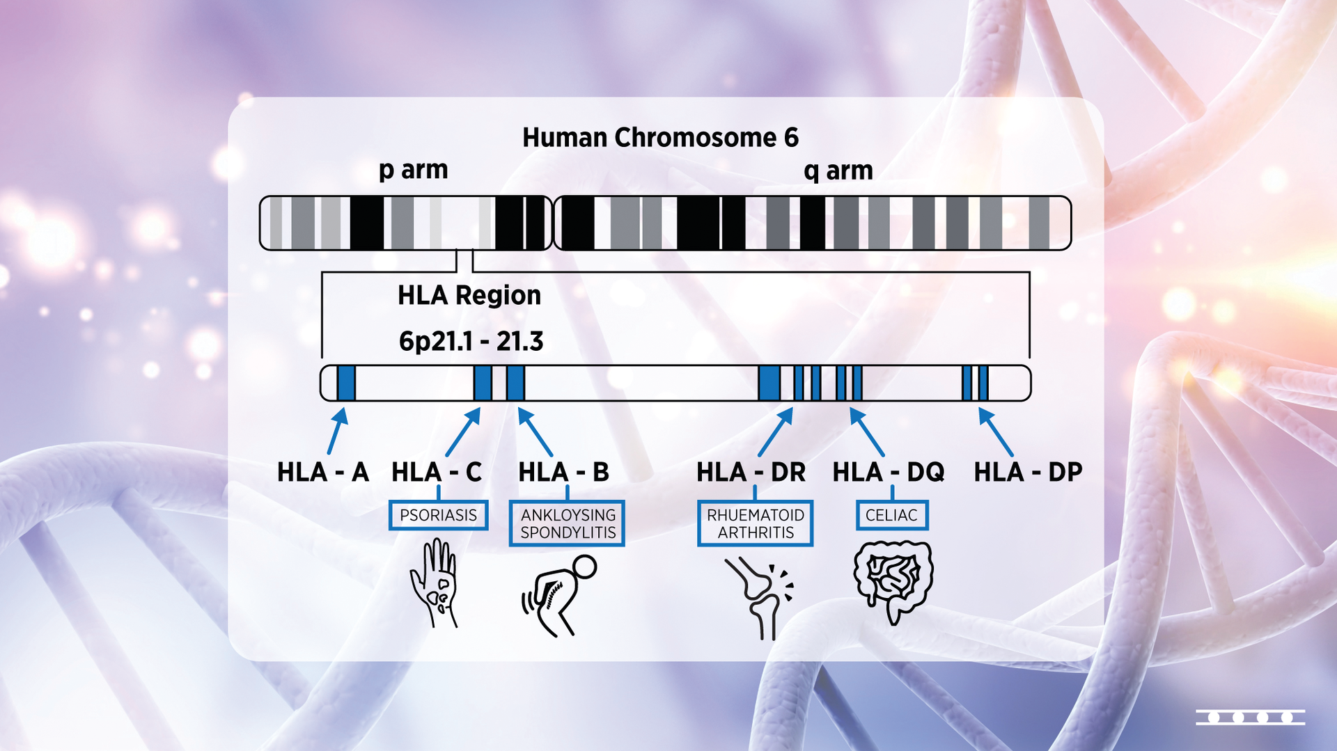 Molecular genetic testing for autoimmune diseases | Medical Laboratory ...