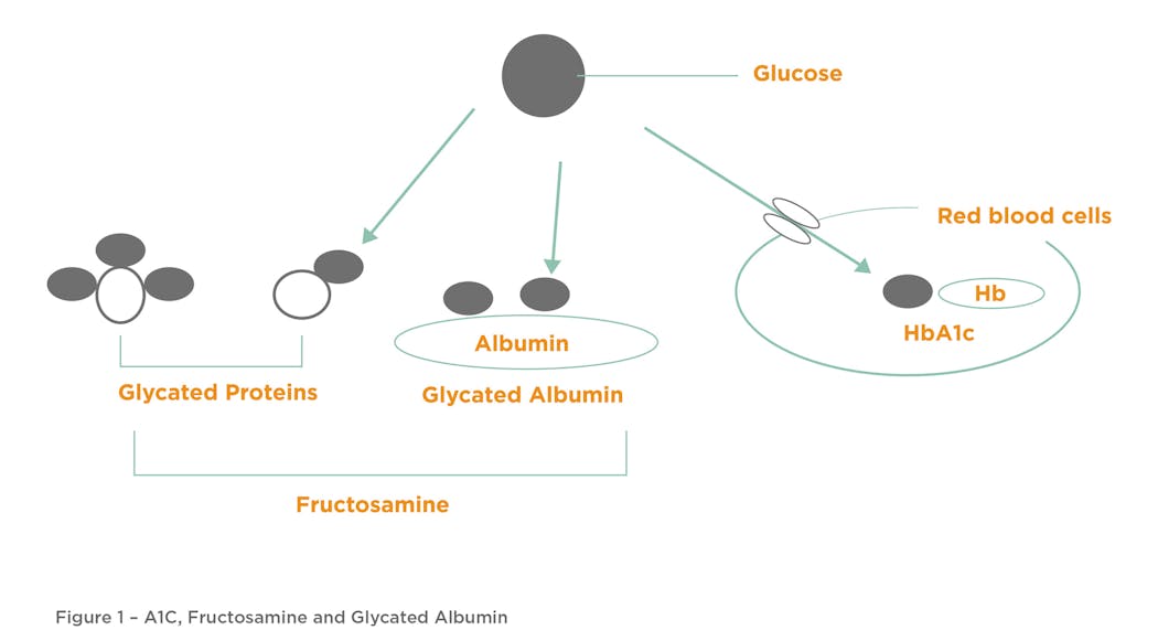 The alternative markers of glycemia: A brief review | Medical ...