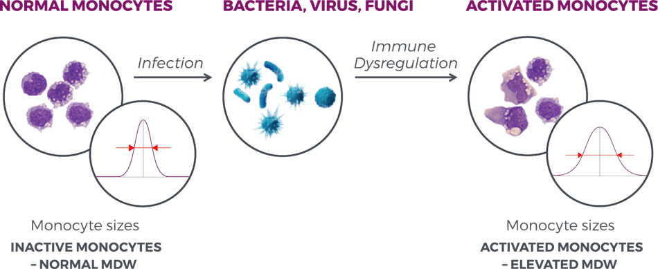 Understanding sepsis: The importance of biomarkers in early diagnosis ...