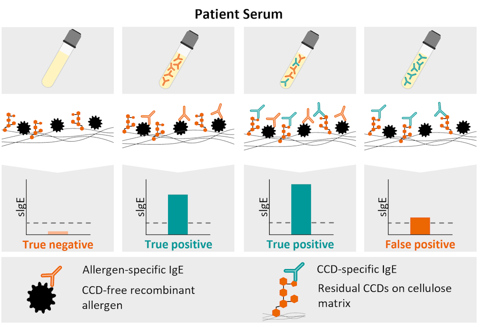 Cross-reactive carbohydrate determinants — history and relevance in ...