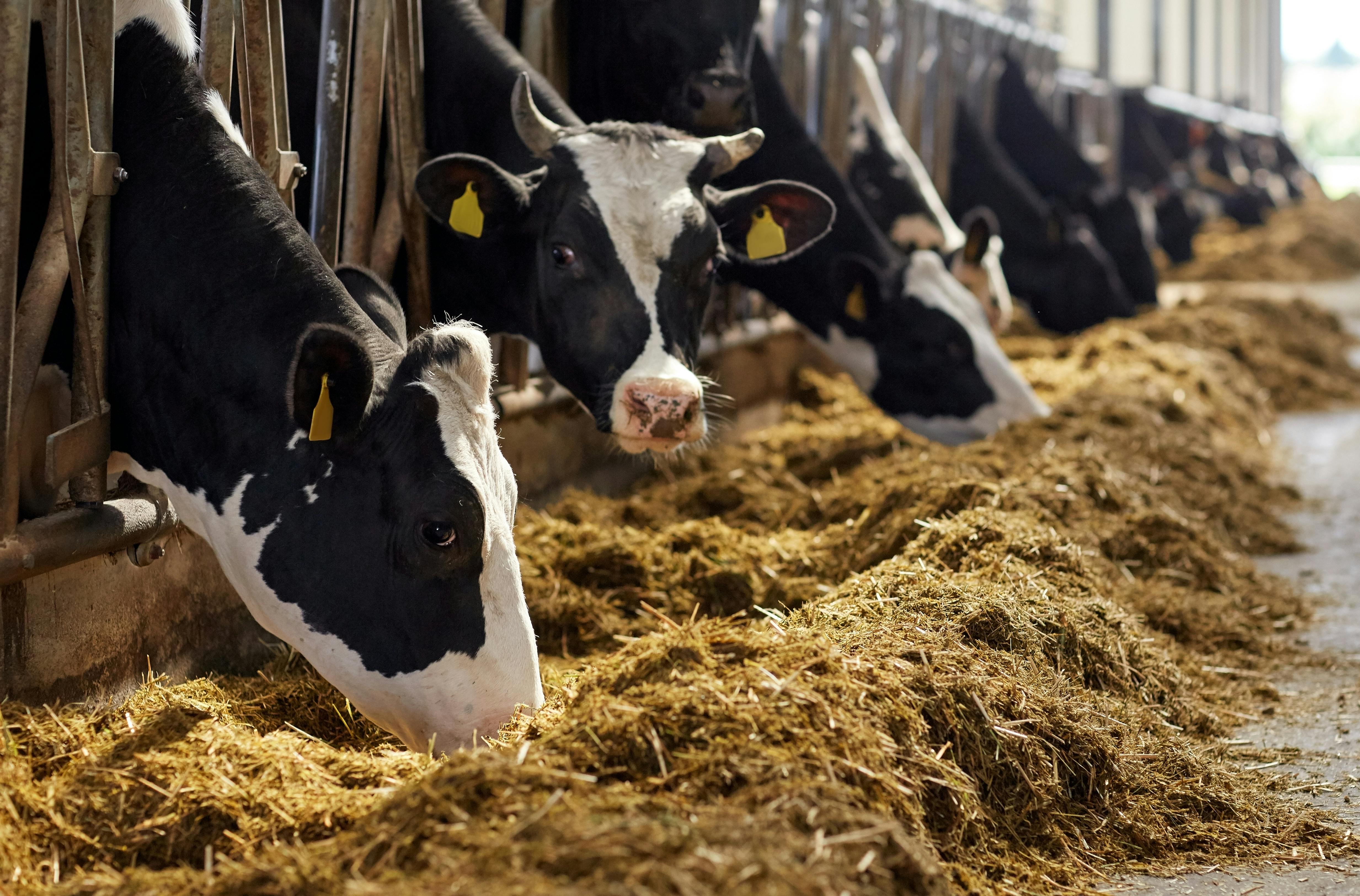 CDC updates bird flu page | MLO Online